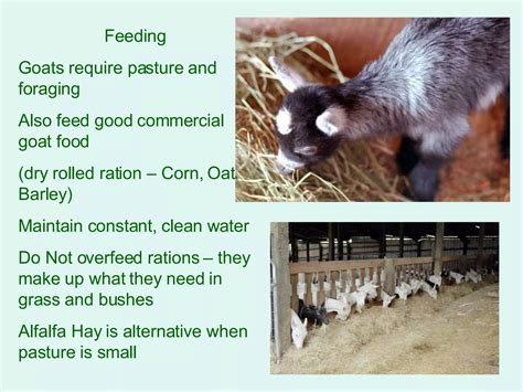 Goats Agricultural Production And Breeds Ppt