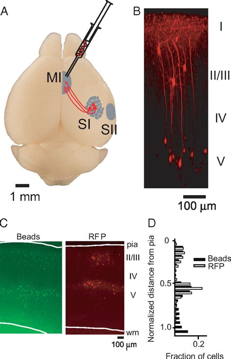 The Functional Properties Of Barrel Cortex Neurons Projecting To The