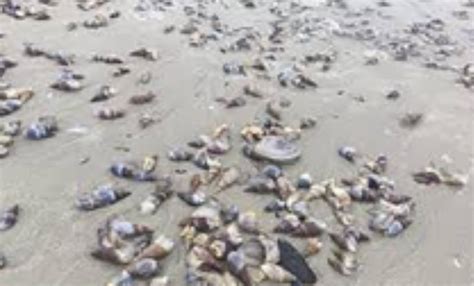 Public Warned Against Eating Shellfish Following Mass Die Off