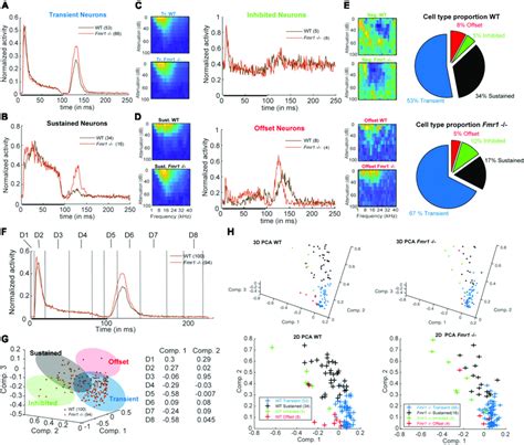 four neuronal response patterns in both genotypes a left averaged