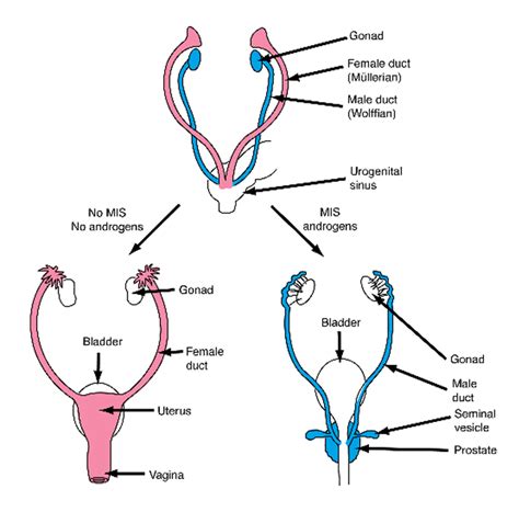 Dsd Treatment Dr Prabhu Karunakaran Pediatric Urologist