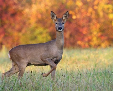 Откриха останки от убита сърна в Монтанско издирват бракониера