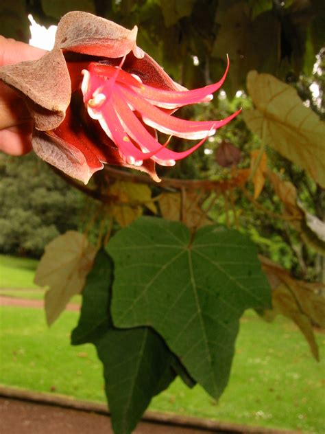 Chiranthodendron Pentadactylon Images Useful Tropical Plants