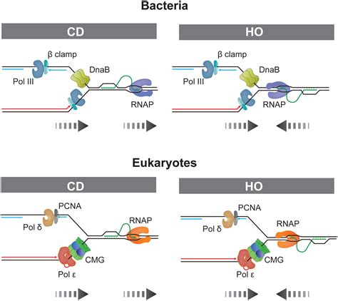 Looping Out Of Control R Loops In Transcription Replication Conflict Pmc
