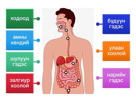 Хоол боловсруулах замын эрхтнүүдийг нэртэй нь зөв харгалзуулаарай Labelled Diagram