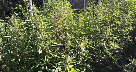 Growing Large Plants With Drip Feeding Grow Shop