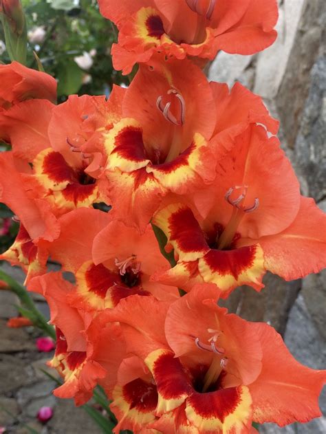 Гладиолусы🌺