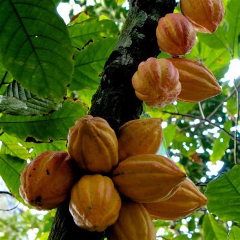 Theobroma Cacao The Tree Behind The Magic Of Chocolate Shaman