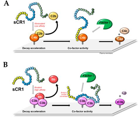 Complement Receptor Protein Cd35 Creative Biolabs Complement