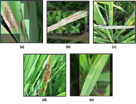 Rice Leaf Disease Classification And Detection Using Yolov5 Deepai