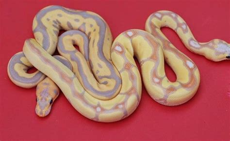 Banana Leopard Clown And Banana Enchi Clown Ball Pythons