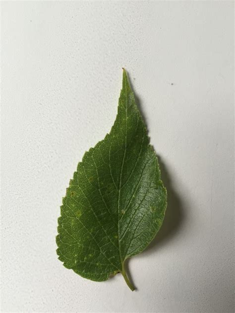 Hackberry Leaf Home Decor