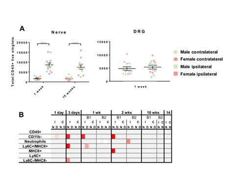 There Are No Striking Sex Differences In Immune Cell Numbers In Either Download Scientific