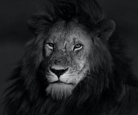 Scary Lion Wallpapers Top Free Scary Lion Backgrounds Wallpaperaccess