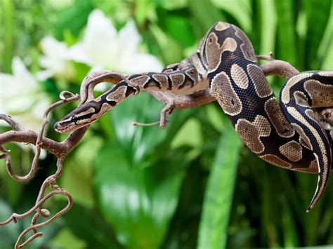 Pythons Instead Of Chianine According To Scientists Its A Possible Alternative Gambero