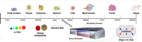 Nanometer Scale Comparison