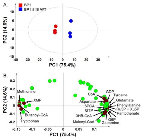 a pca score plot for metabolic profiling of bp1 and bp1 ihfb wt at