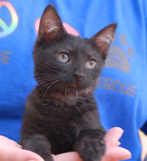 Adopt Dennis Samantha And Sara Rescued Kittens At Nevada Spca