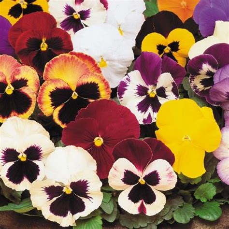 Pansy Colors