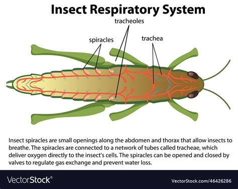 Labeled Grasshopper Diagram At Michelle Ma Blog