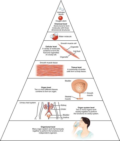 1 2 Structural Organization Of The Human Body Anatomy And Physiology 2e