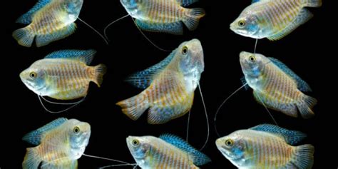 How To Sex Dwarf Gourami Why Is It So Special