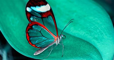 Do Butterflies Have An Exoskeleton Insects Authority