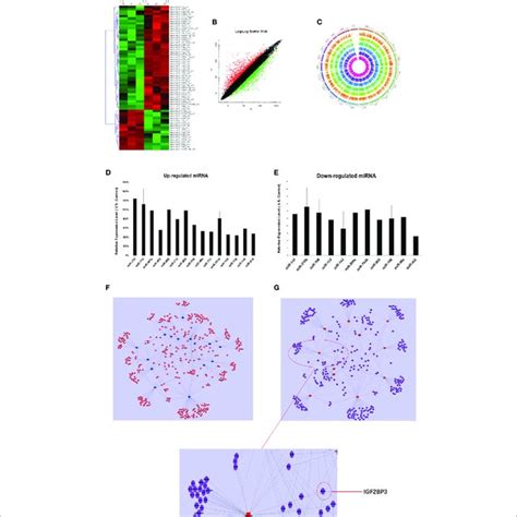 Mirnas Expression Profile Analysis Q Pcr Validation And