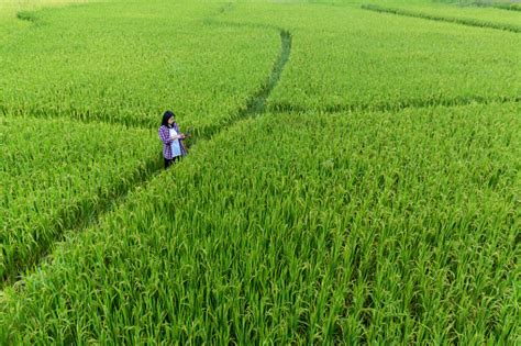 사물 인터넷 Iot 개념을 이용한 스마트 농업 농업과 현대 기술은 작물을 관리하는 데 사용됩니다 날씨 토양 조건 및 환경과 같은 통찰력 분석 작물 논 쌀 곡초류에 대한 스톡