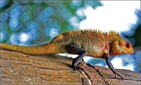 Navas Cheemadan Hsst Zoology Sohss Areekode Education