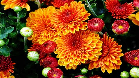 Desktop Backgrounds Autumn Flowers At Guadalupe Wolf Blog