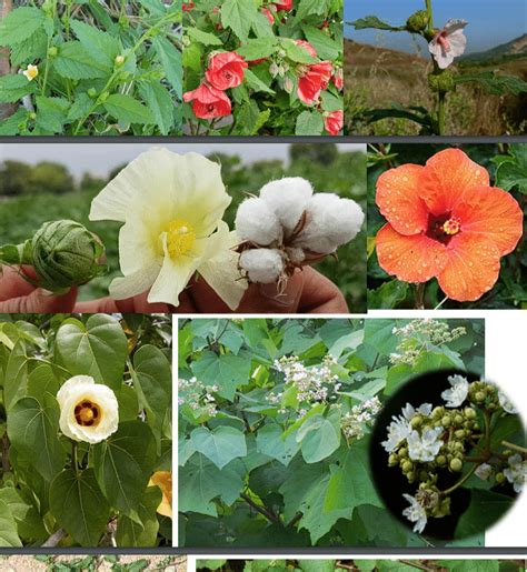 Floral Families Malvaceae Cruciferae Neet Pdf Download