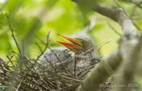 Lindas Lens The Green Heron Nest