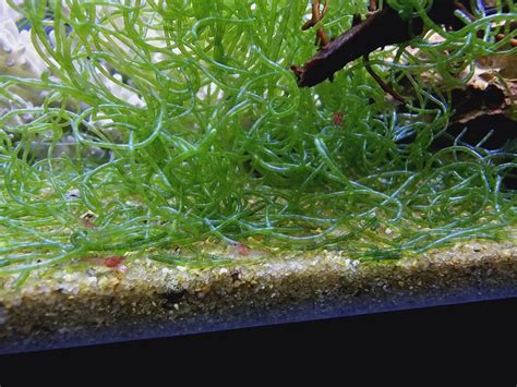 Wonder Ecosphere Shrimp Pet Supplies Pet Food On Carousell