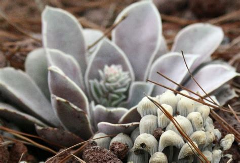 Tipos De Suculentas Blog Xochitla