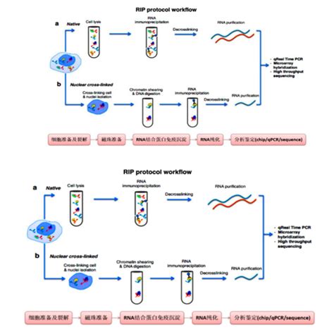 Rna结合蛋白免疫沉淀（rip）