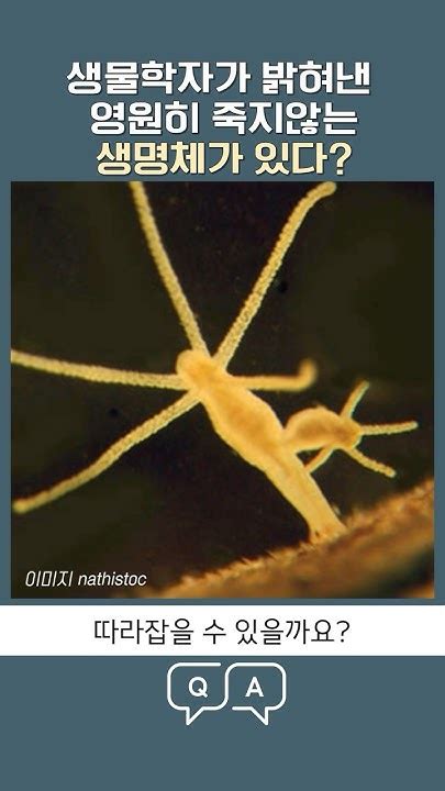 생물학자가 밝혀낸 영원히 죽지않는 생명체가 있다 Youtube