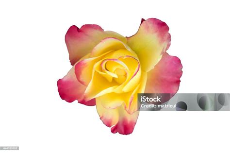 한 하이브리드 차 핑크 가장자리와 노란 장미 풀 먼 오리엔트 익스프레스 흰색 절연 0명에 대한 스톡 사진 및 기타 이미지 0명 꽃 식물 노랑 Istock