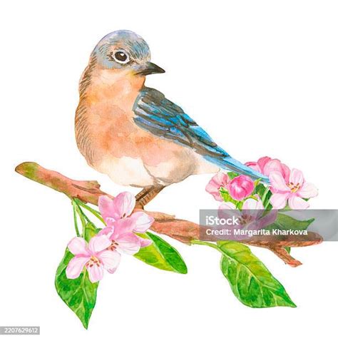 동부 파랑새와 분홍색 꽃 가지가 있는 수채화 작품으로 꽃 새싹 및 잎이 흰색으로 고립되어 있습니다 벚꽃 벚꽃 아몬드 매화 배꽃의 봄꽃 0명에 대한 스톡 벡터 아트 및 기타