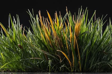 Maya Grass Images Free Download On Freepik