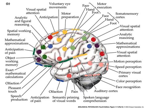Brain Memory Diagram