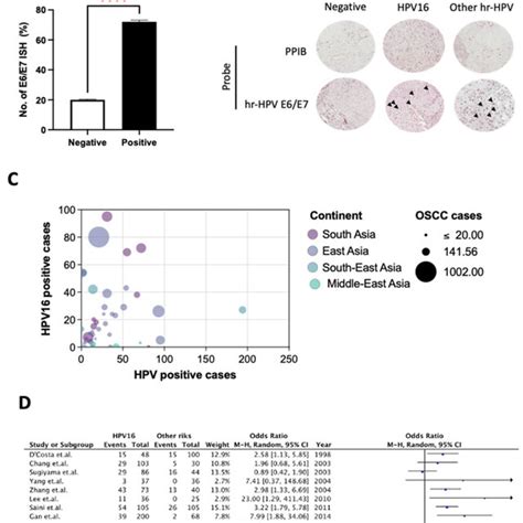Comparison Of Presence Of High Risk Hpv Among Oscc Patients Versus