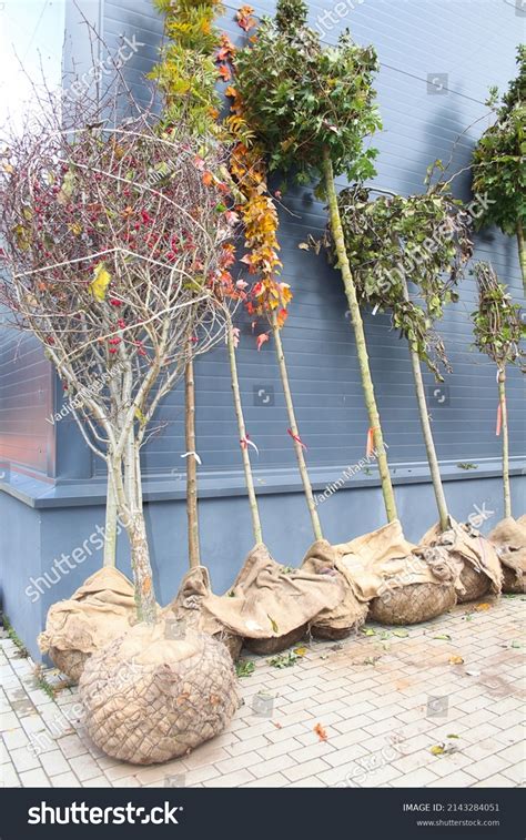 1 498 Root Ball Tree Images Stock Photos Vectors Shutterstock