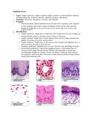 Understanding Epithelial, Connective, Muscle, Nervous Tissues & | Course Hero