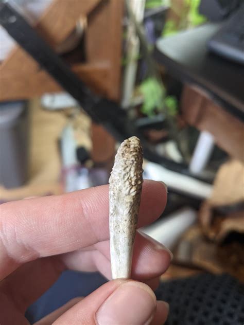 Found A Raccoon Boner Bone Rbonecollecting