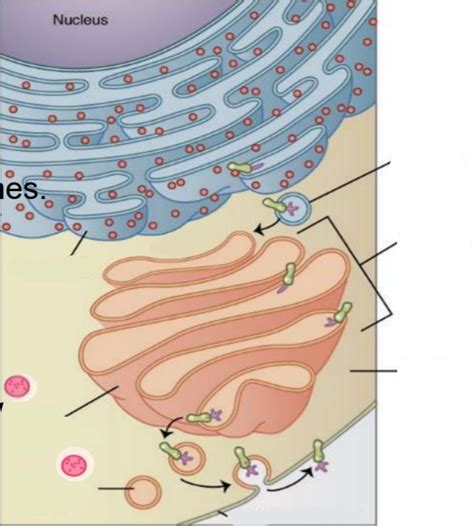 Golgi Apparatus Diagram Quizlet