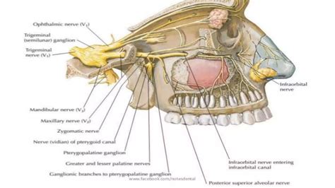 Maxillary Nerve Block Pptx