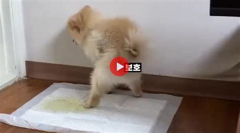 셀프 배마사지 하면서 똥싸는 댕댕이 Mp4 유머 움짤 이슈 에펨코리아