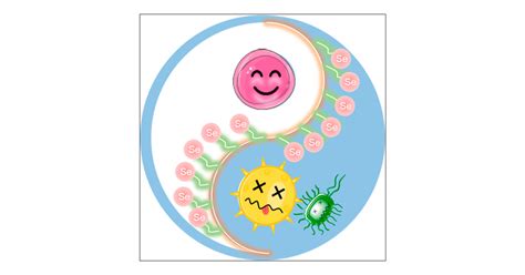 Degradable Selenium Containing Polymers For Low Cytotoxic Antibacterial Materials ACS Macro