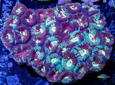 Shop Dragon Soul Favia Coral For A Stunning Addition To Your Aquarium